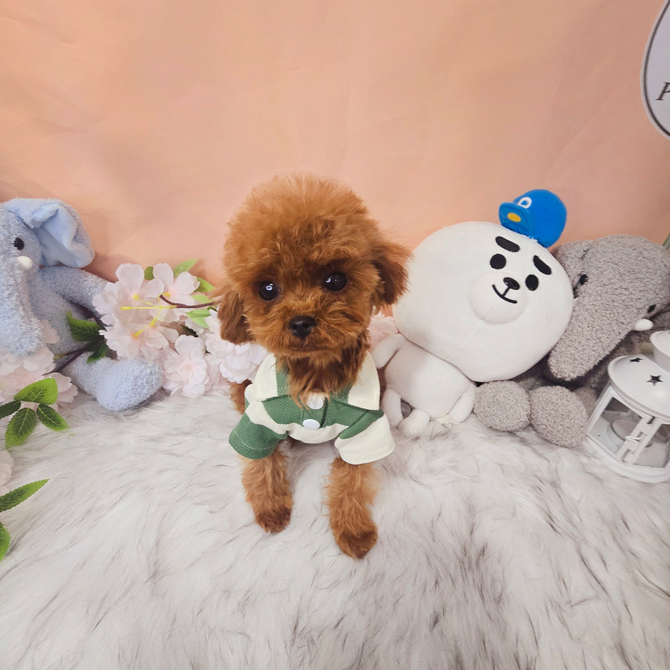 Mini puppy for sale korea (oh puppy day) – Oh! puppyday